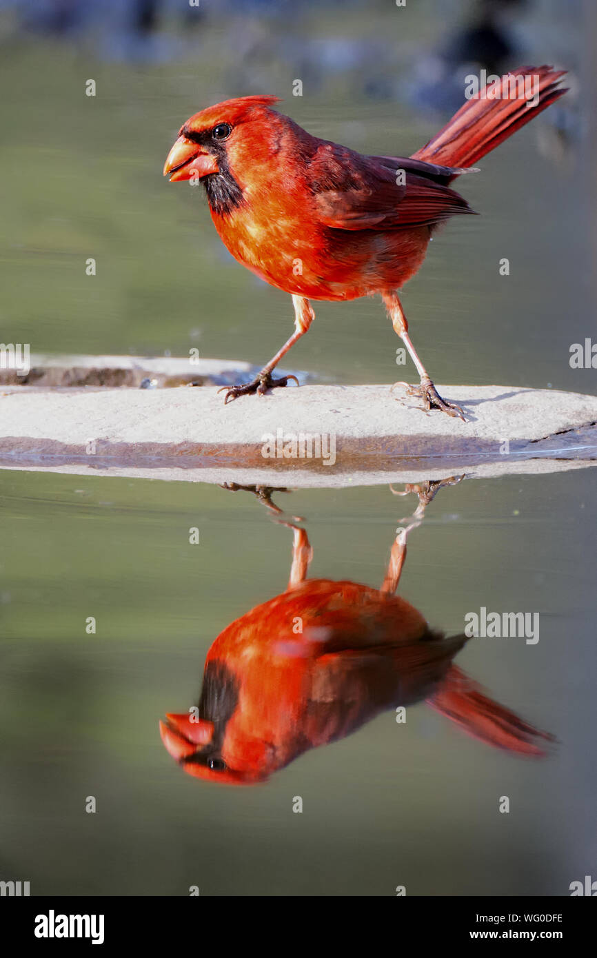 Cardinal bird reflection hi-res stock photography and images - Alamy