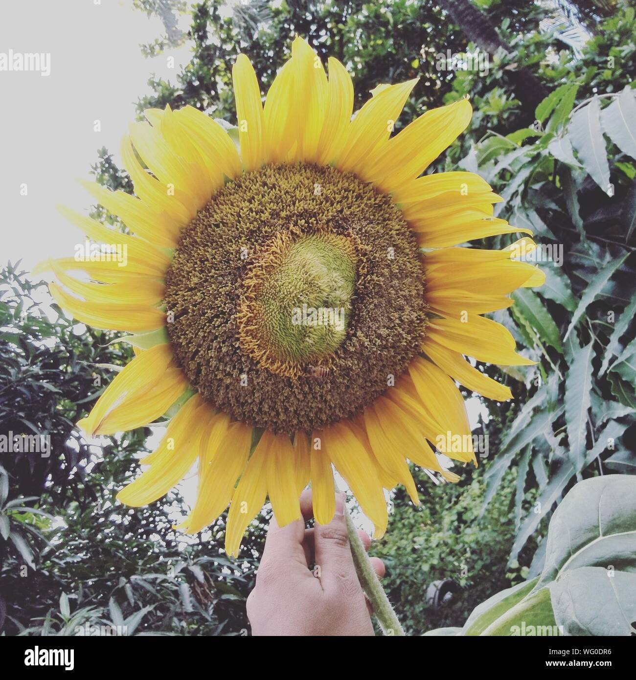 Hand holding sunflower hi-res stock photography and images - Alamy