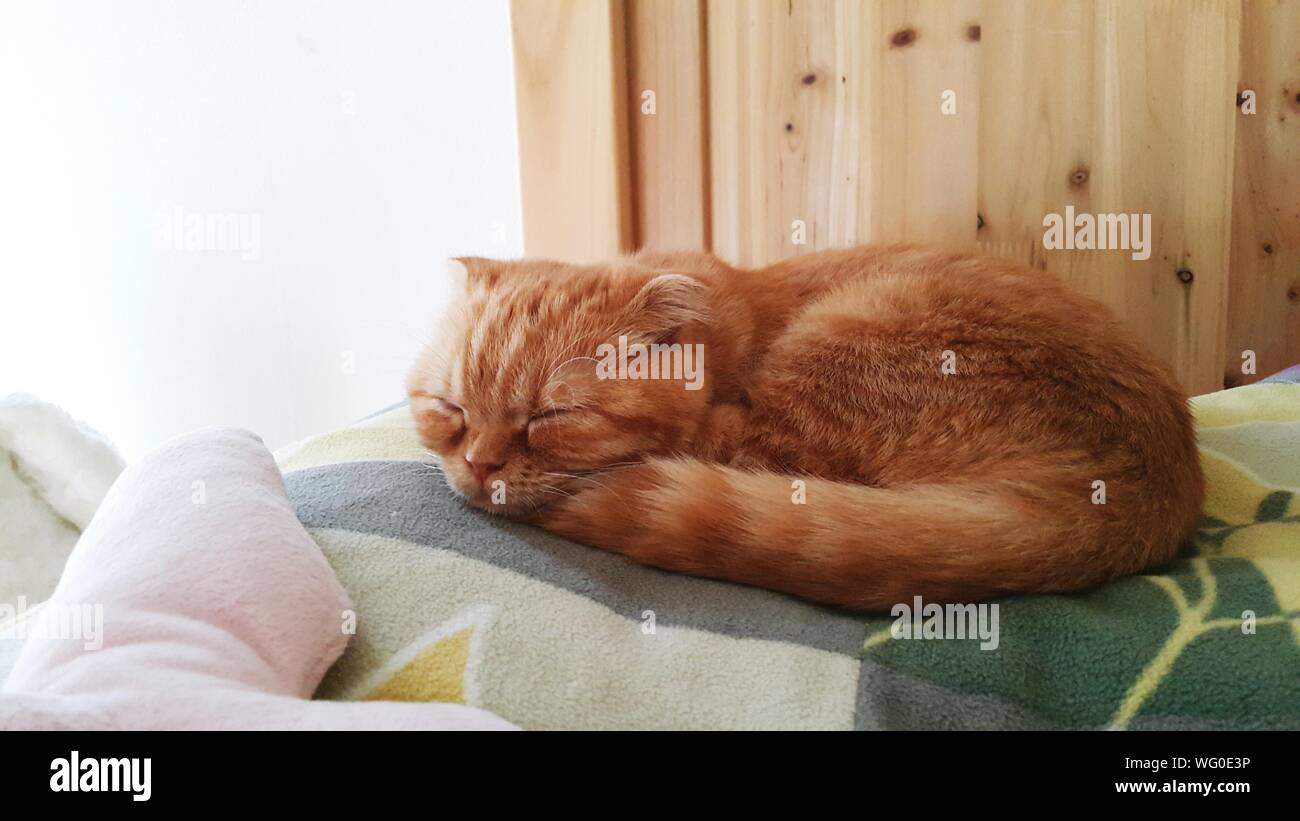 Ginger Cat Sleeping On Bed High Resolution Stock Photography and Images ...