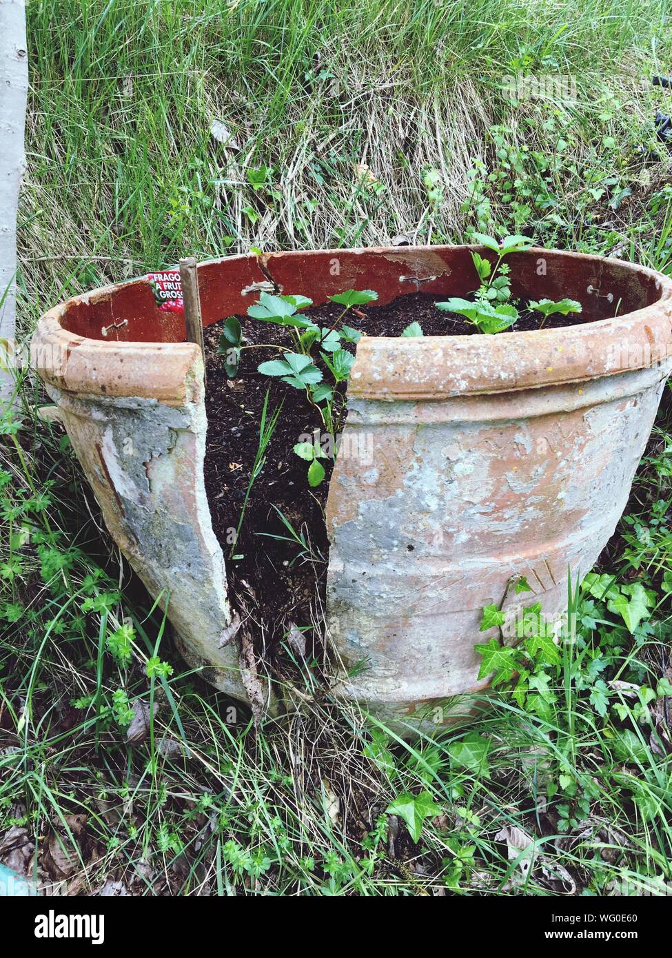 Broken pot with plant hi-res stock photography and images - Alamy