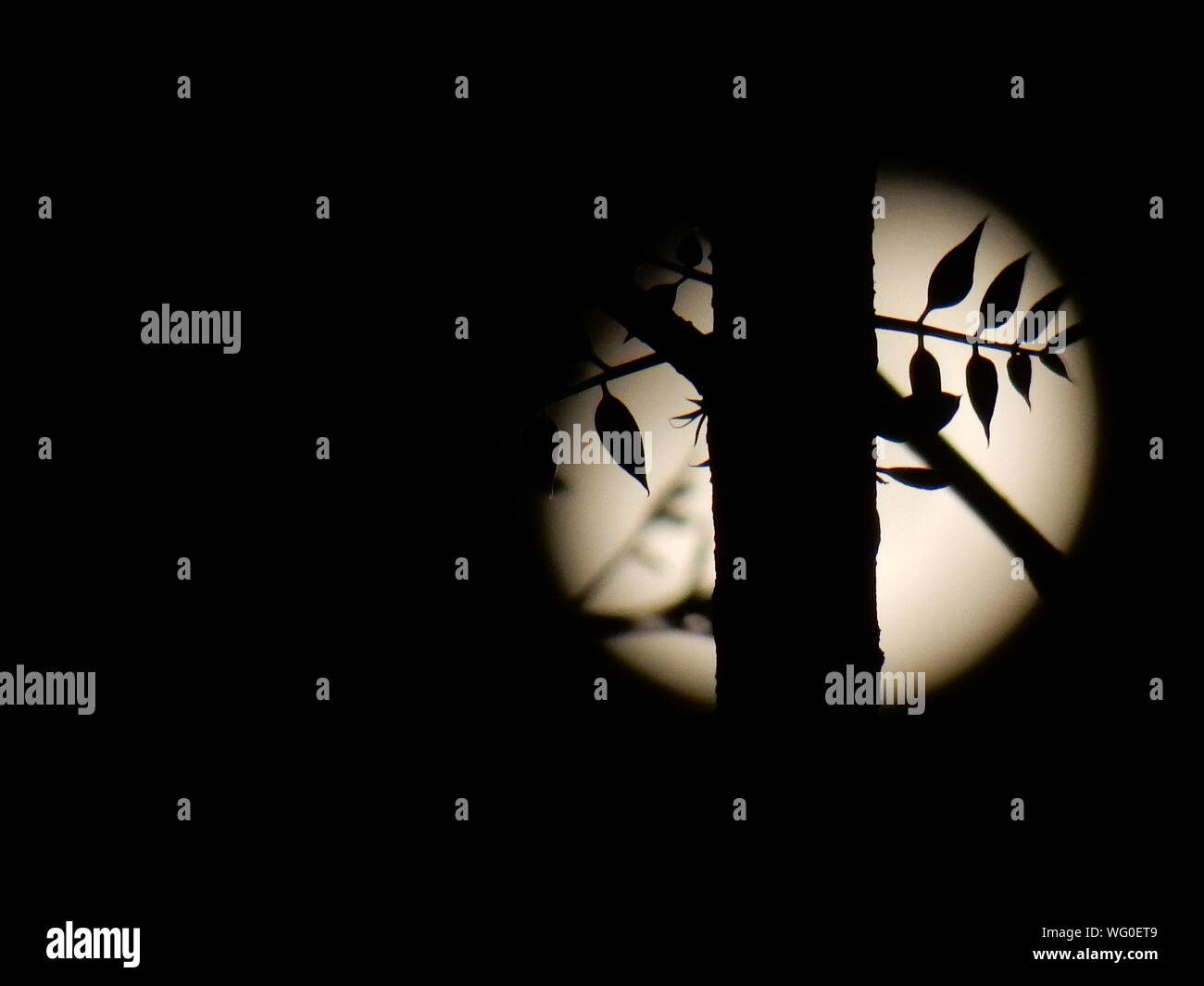 Moon tree silhouette hi-res stock photography and images - Alamy