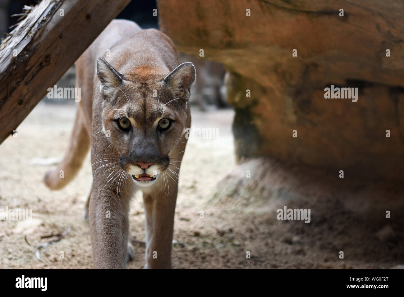 Puma portrait hi-res stock photography and images - Alamy