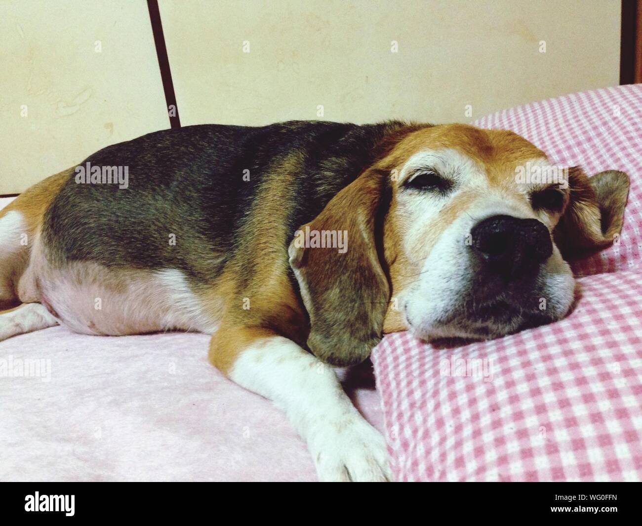 Sleeping beagle hi-res stock photography and images - Alamy
