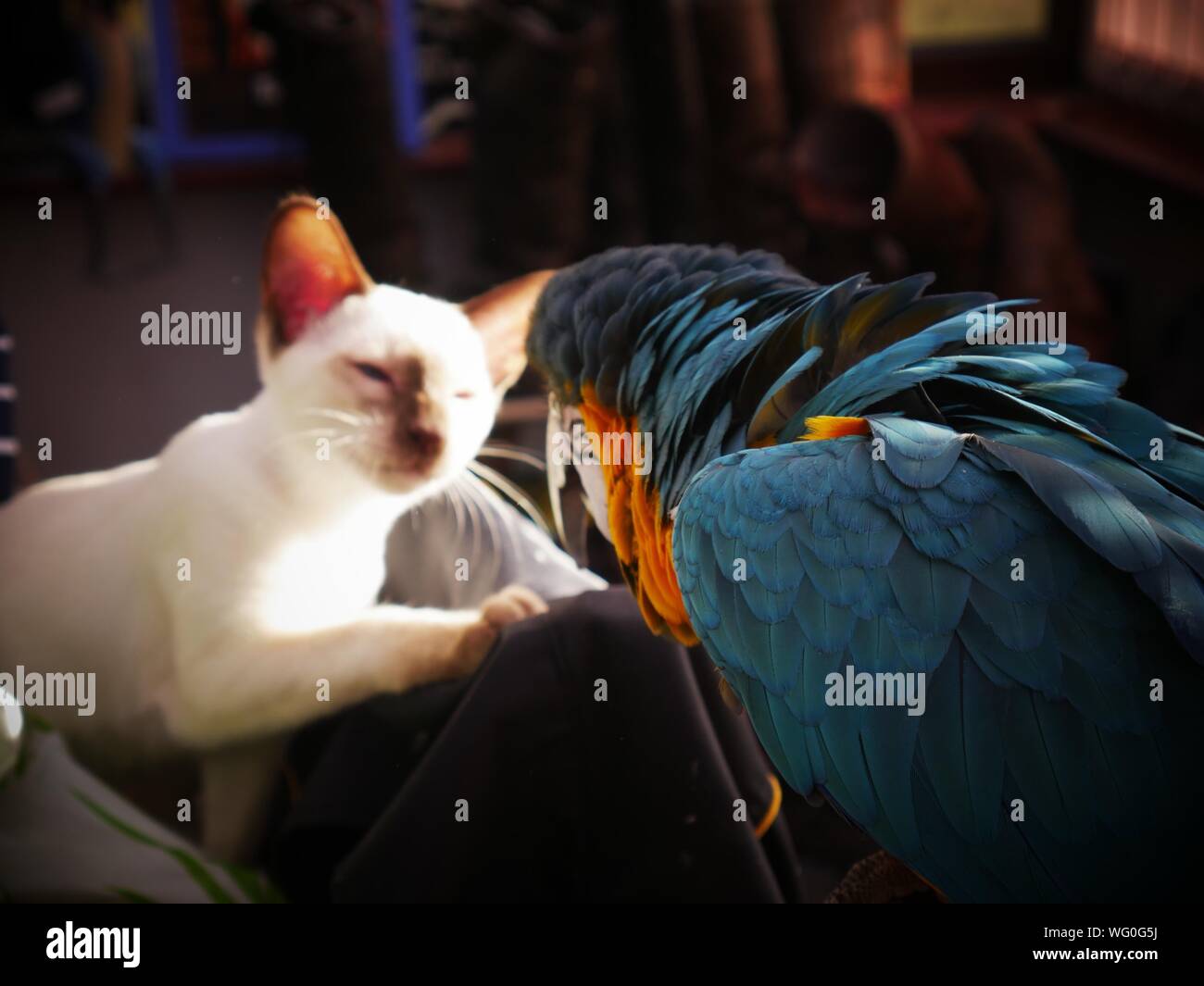 Parrot and cat hi-res stock photography and images - Alamy