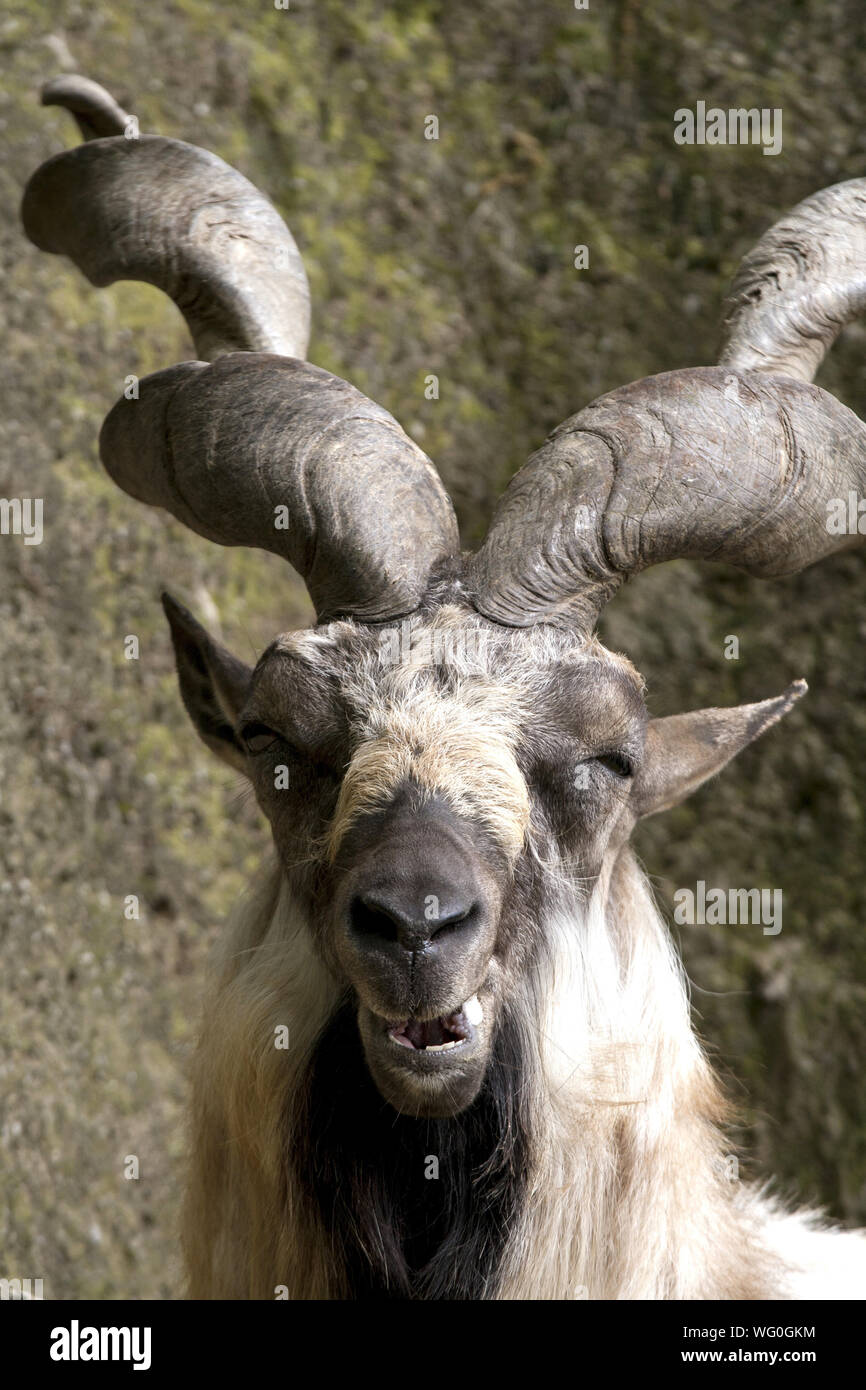 Markhor Goat High Resolution Stock Photography and Images - Alamy