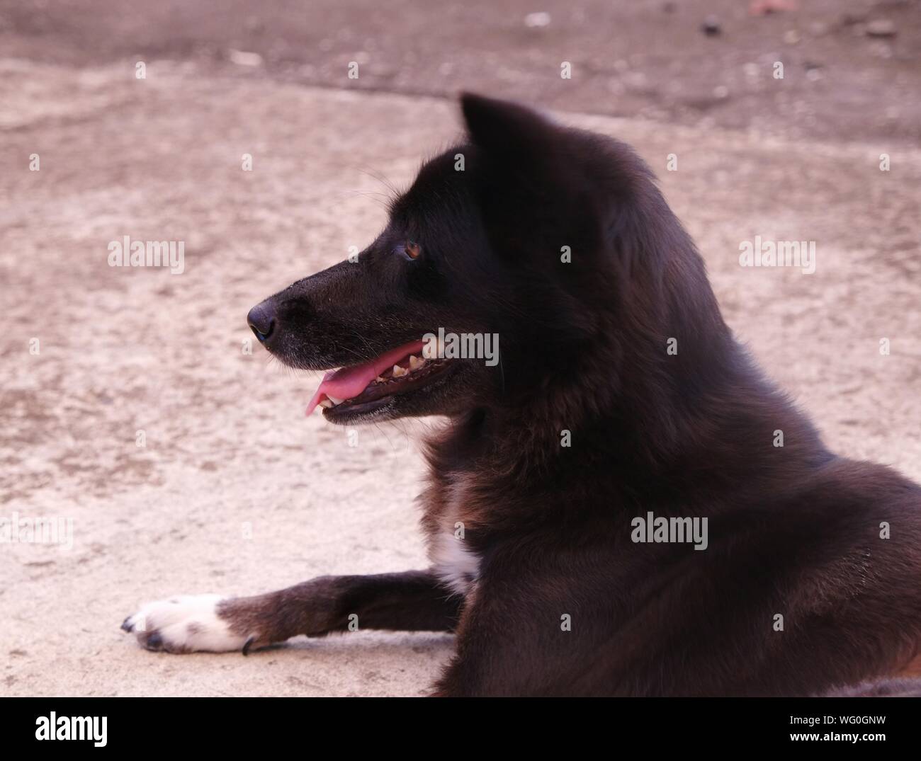 Black Dog Lying Down Stock Photo - Alamy