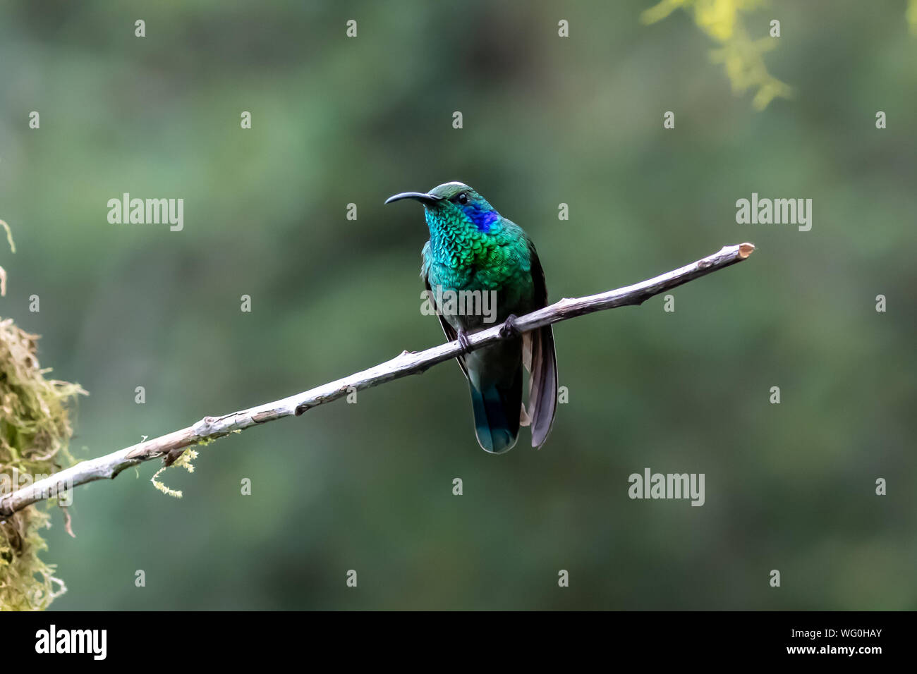 Colibri verdemar hi-res stock photography and images - Alamy