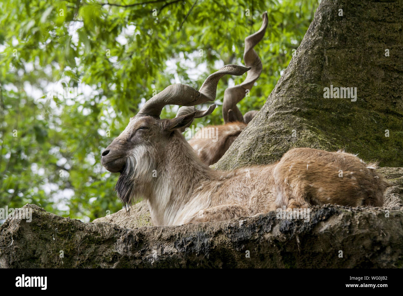 Markhor goat hi-res stock photography and images - Alamy