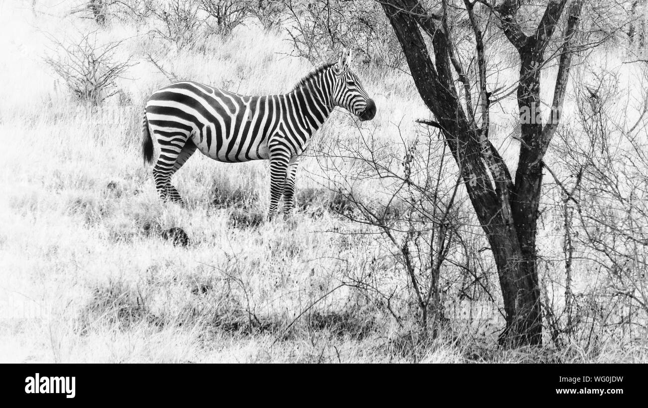 Zebra side view Black and White Stock Photos & Images - Alamy