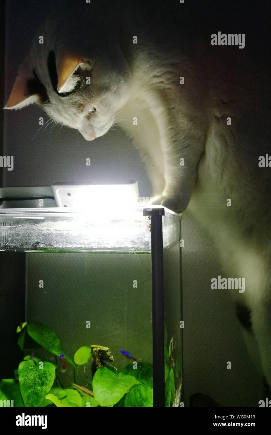 Rearing of fish hi-res stock photography and images - Alamy