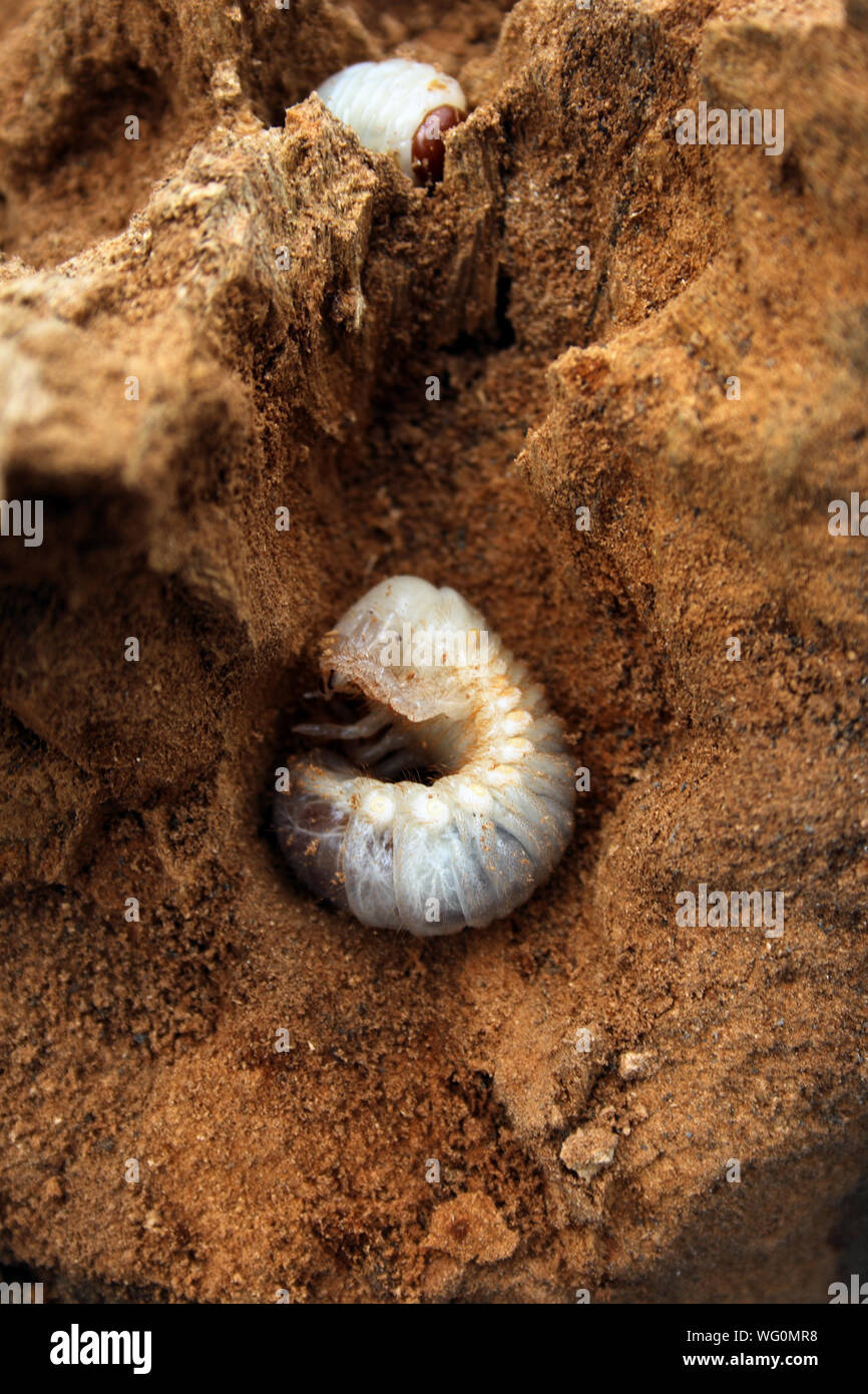 Dung bug hi-res stock photography and images - Alamy