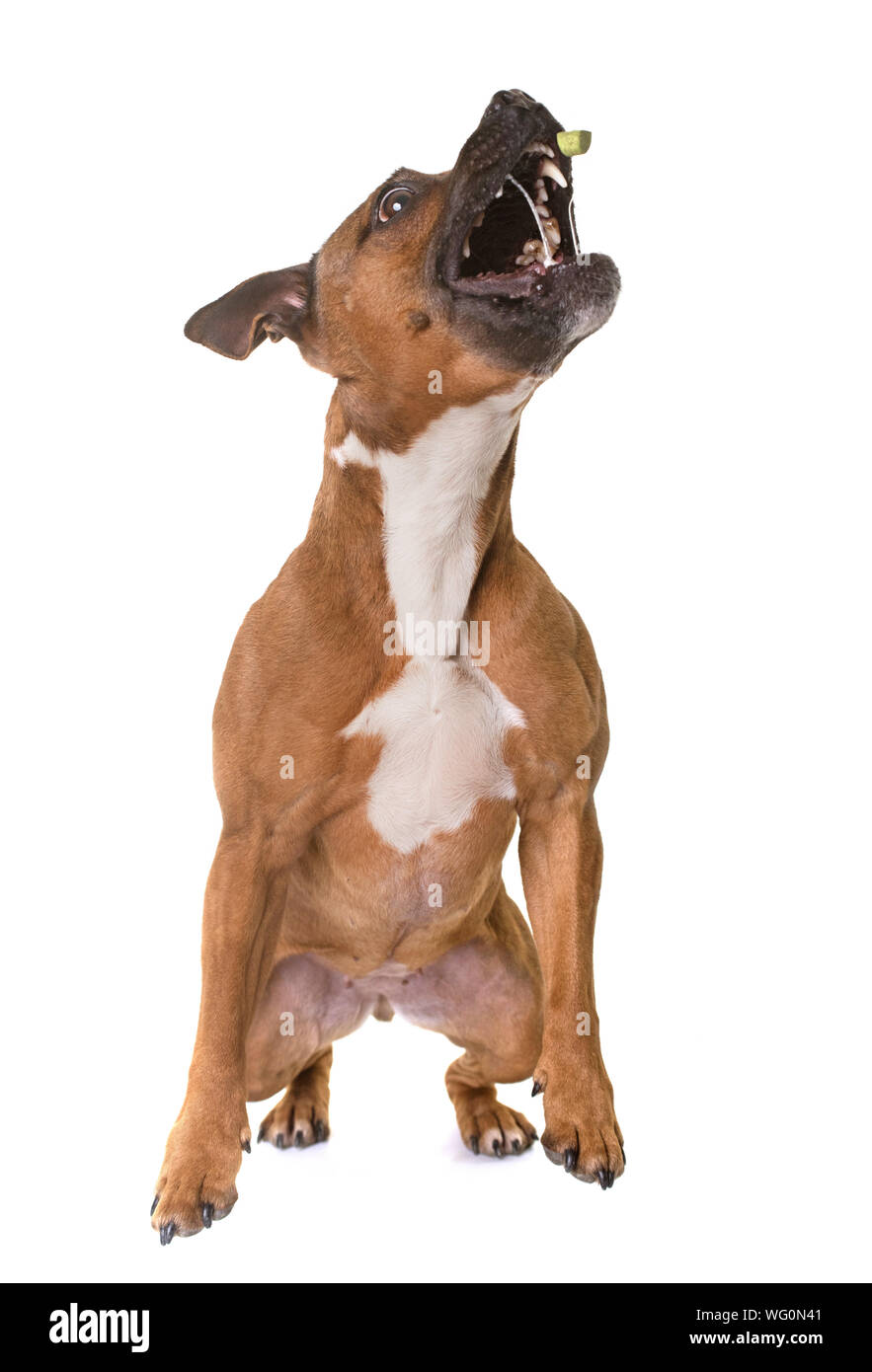 Boxer dog Cut Out Stock Images & Pictures - Alamy