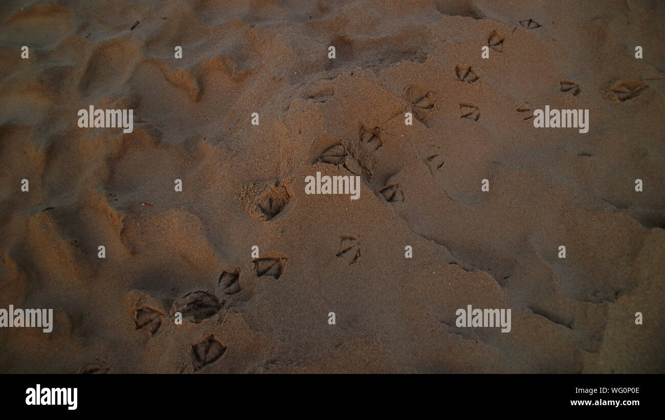 Animal tracks sand hi-res stock photography and images - Alamy