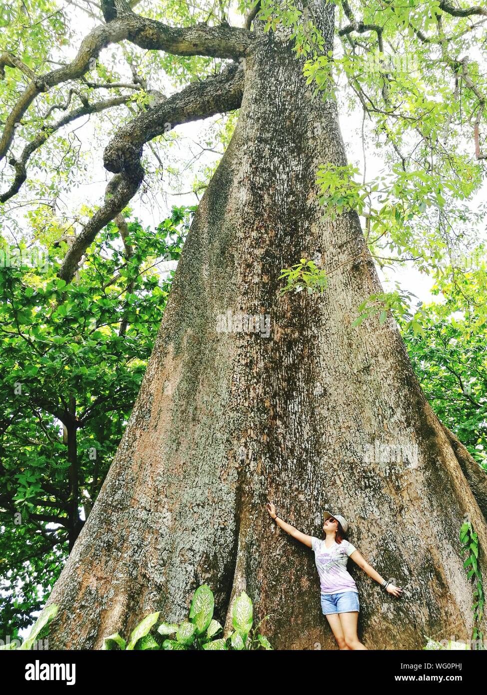 Tall tree forest hi-res stock photography and images - Alamy