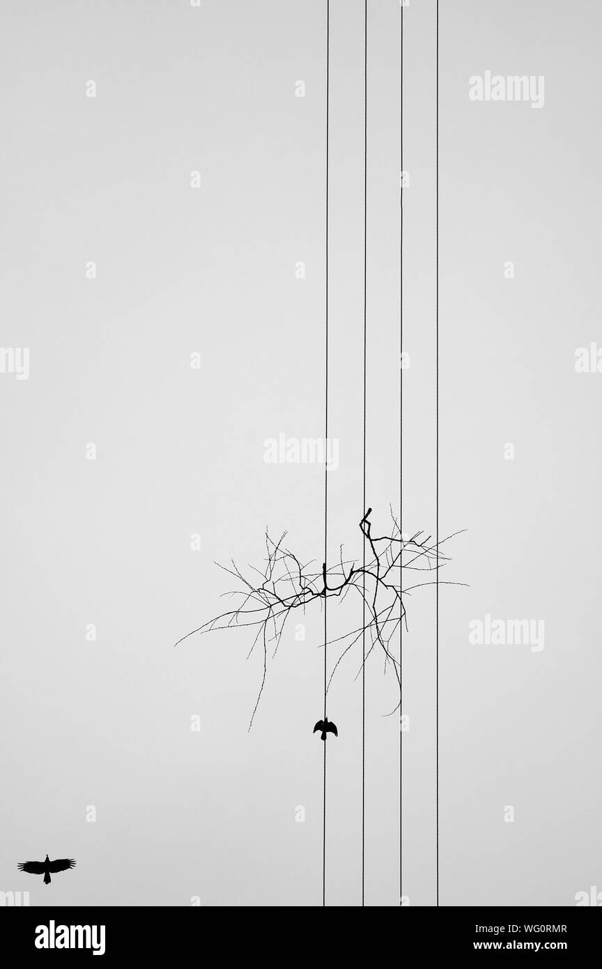 Raven cable sky animal wildlife Black and White Stock Photos & Images ...