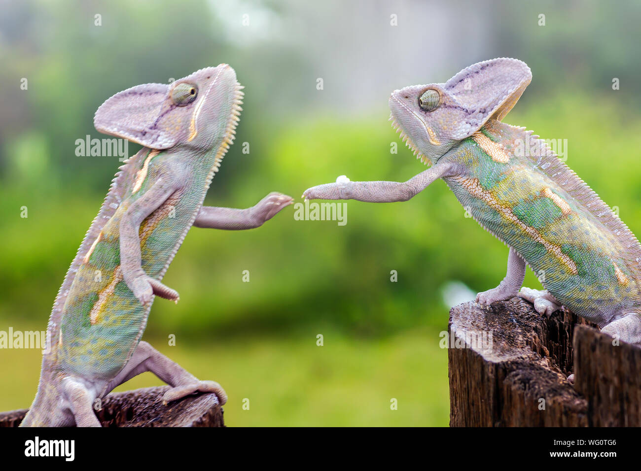 Two chameleons hi-res stock photography and images - Alamy