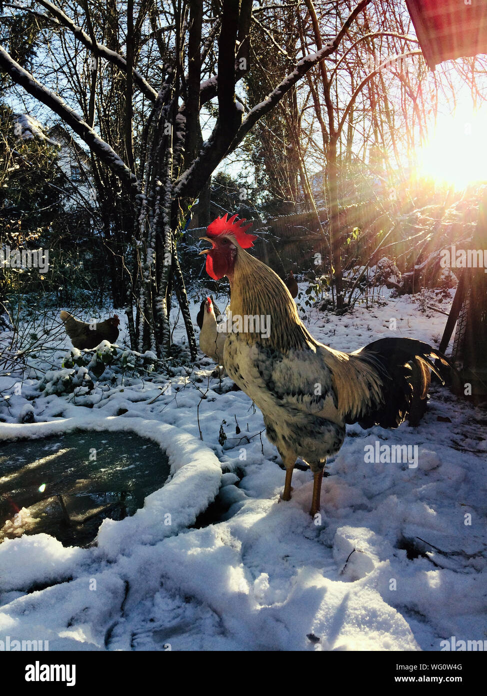 Snow chickens hi-res stock photography and images - Alamy