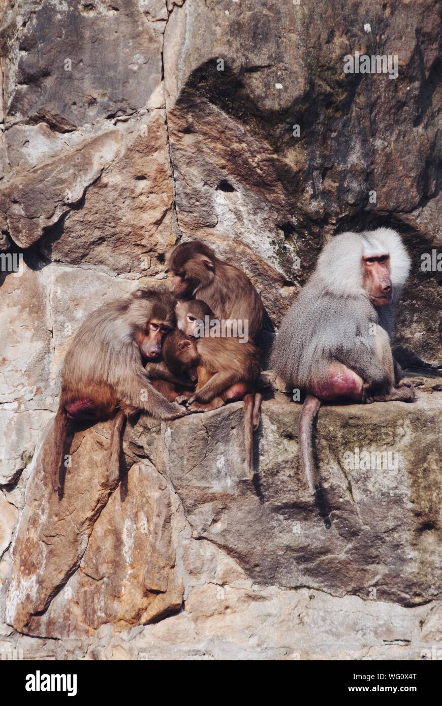 Family of monkeys on rock hi-res stock photography and images - Alamy