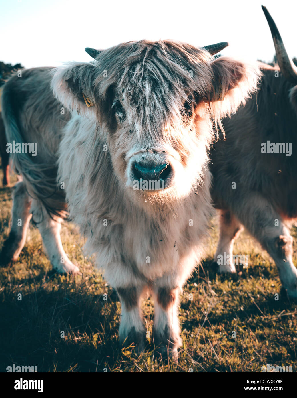 Calf Looking Up High Resolution Stock Photography and Images - Alamy