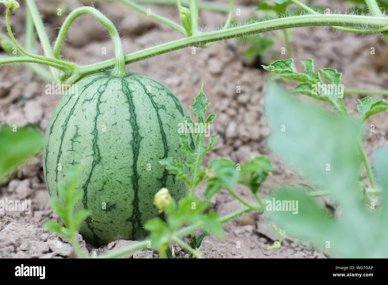 Watermelon field hi-res stock photography and images - Alamy