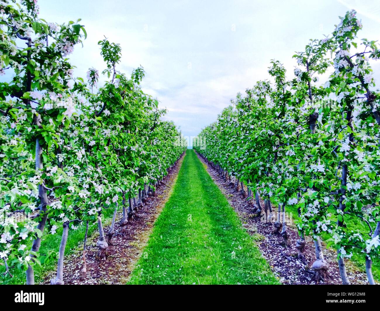 Empty Apple Tree High Resolution Stock Photography and Images - Alamy