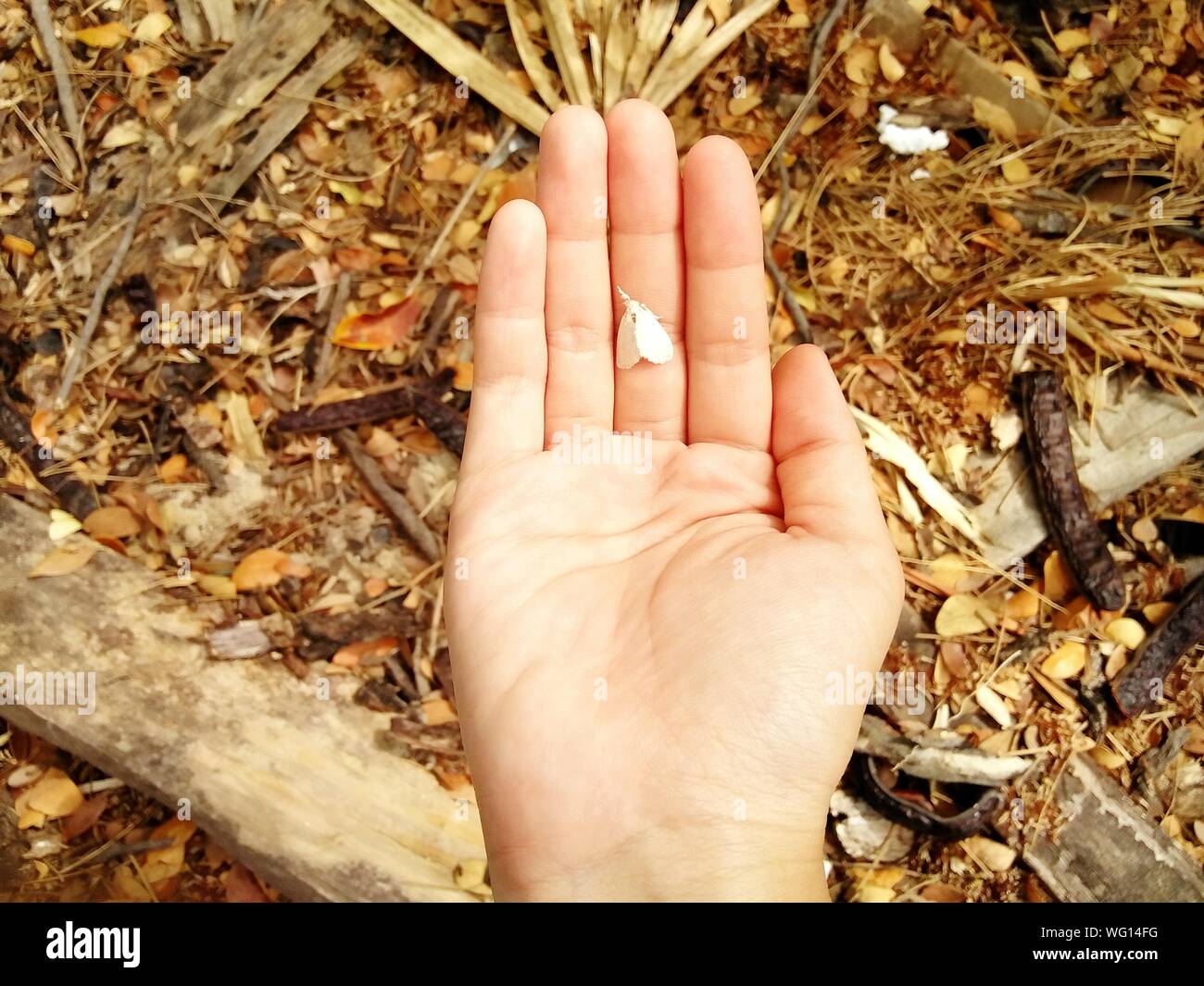 Person holding moth hi-res stock photography and images - Alamy