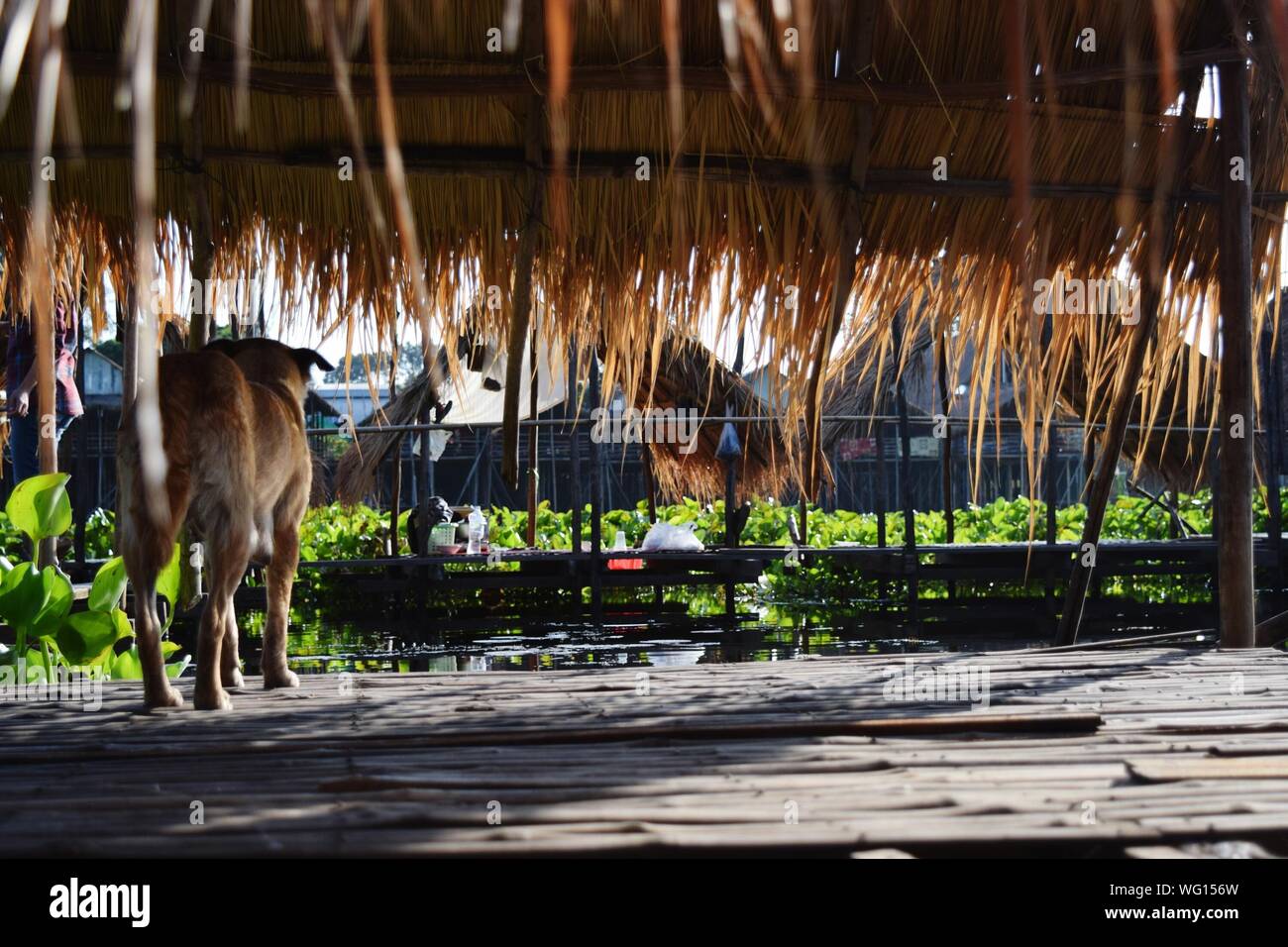 Thatched roof animal hi-res stock photography and images - Alamy