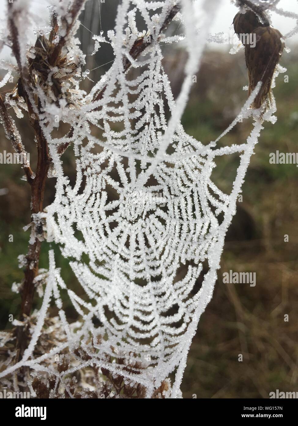 Frost on spider web hi-res stock photography and images - Alamy