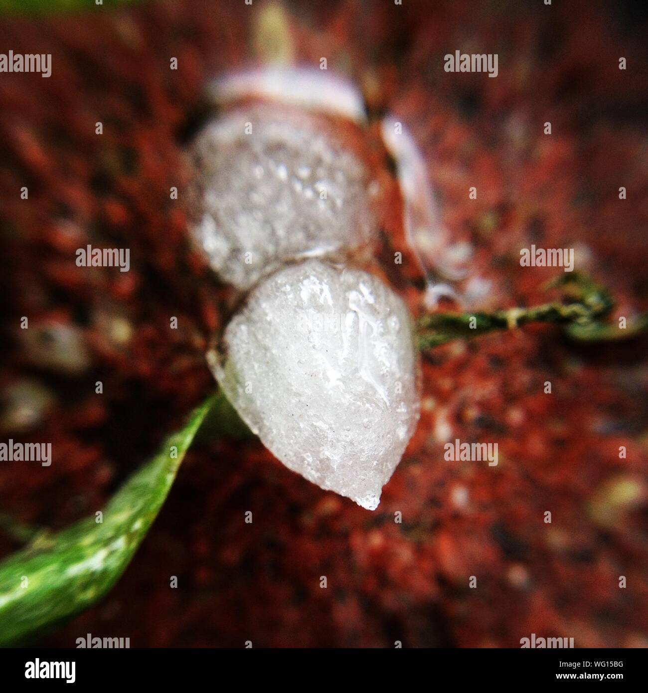 Hailstone hi-res stock photography and images - Alamy