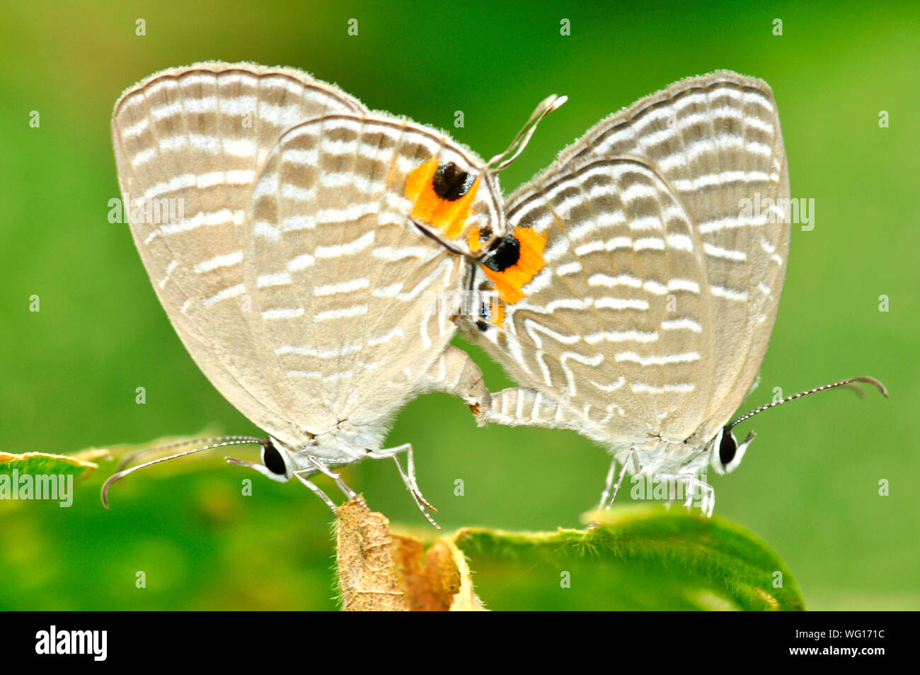 Male And Female Butterflies Mating High Resolution Stock Photography ...