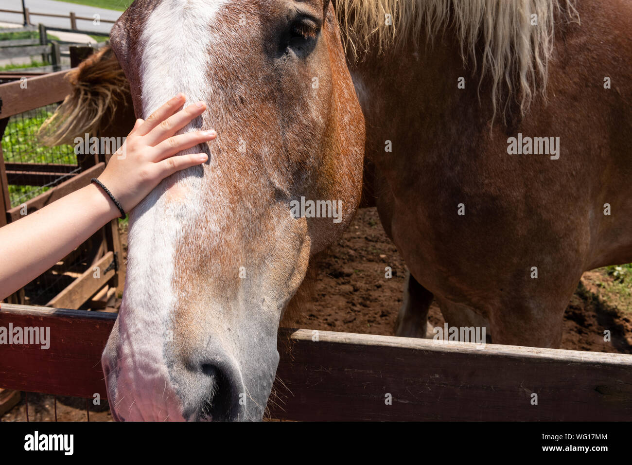 Child petting a farm horse at a petting zoo Stock Photo - Alamy