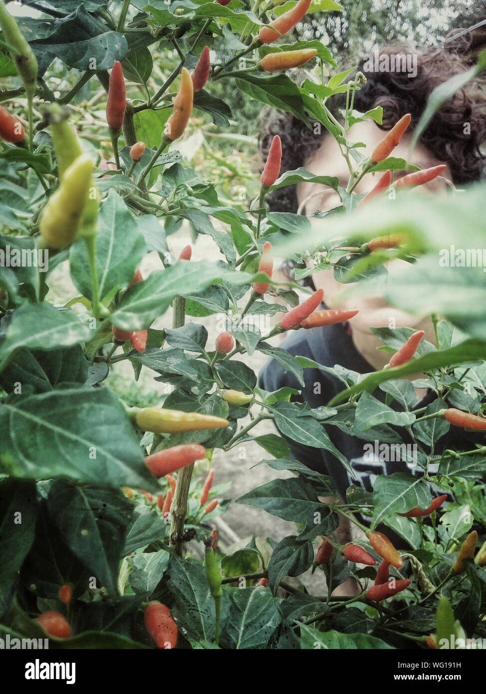 Man Eating Chili Pepper High Resolution Stock Photography and Images ...