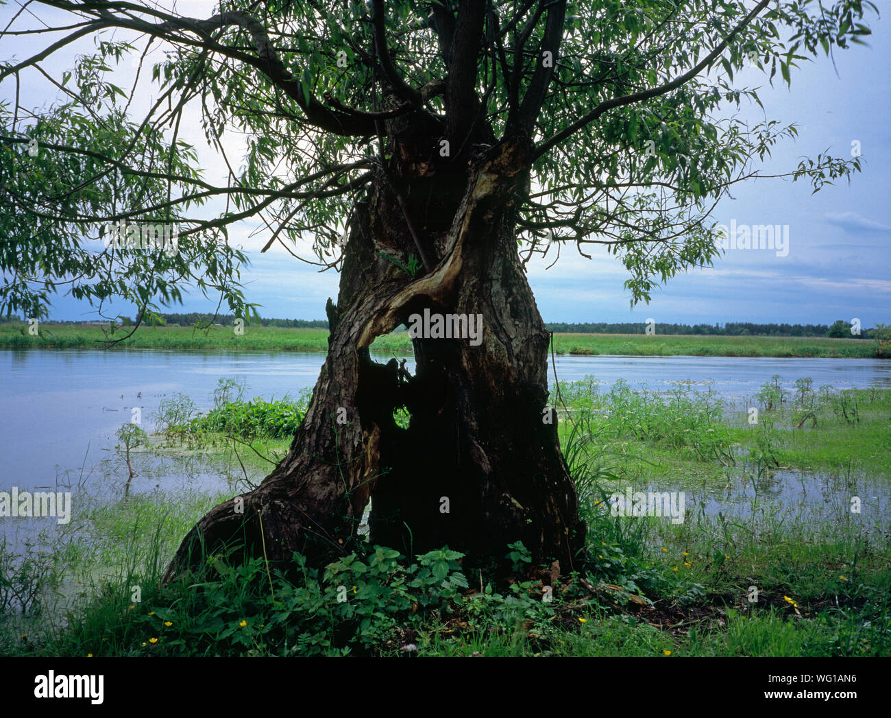 Willow tree lake hi-res stock photography and images - Alamy