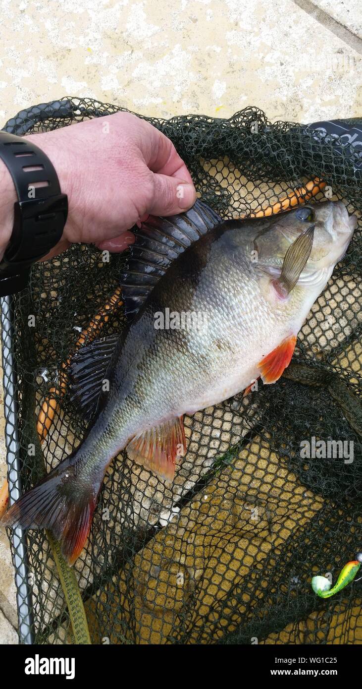 Person touching fish High Resolution Stock Photography and Images - Alamy