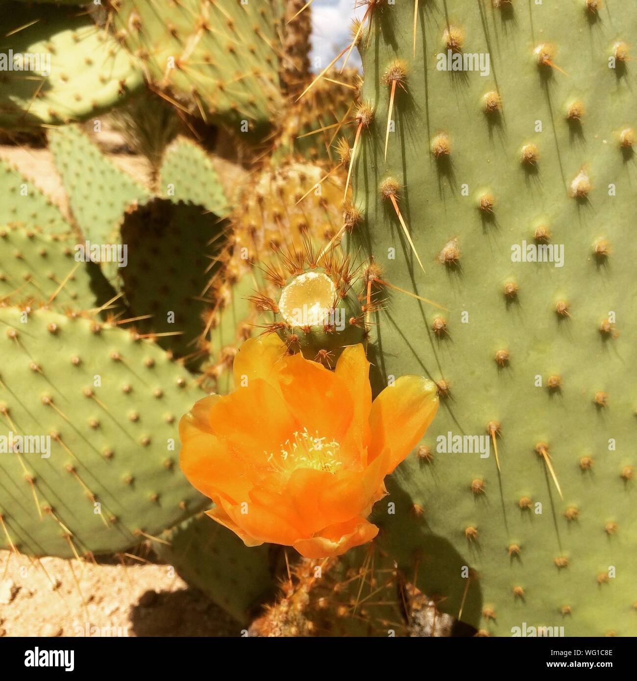 Cactus flower in desert hi-res stock photography and images - Alamy