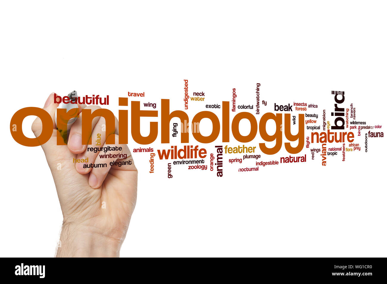 Ornithology word cloud concept Stock Photo - Alamy