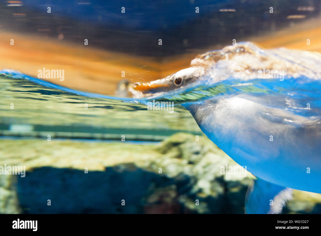 Glass Penguin Stock Photos & Glass Penguin Stock Images - Alamy