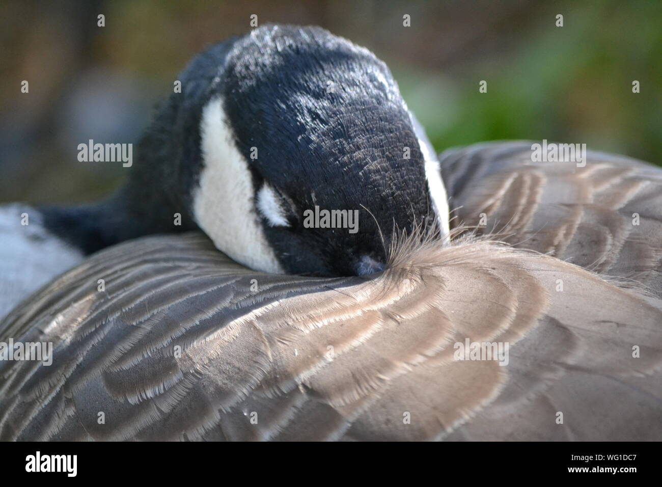 Sleeping goose hi-res stock photography and images - Alamy