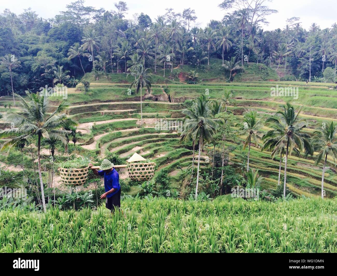 Working In Rice Field High Resolution Stock Photography and Images - Alamy