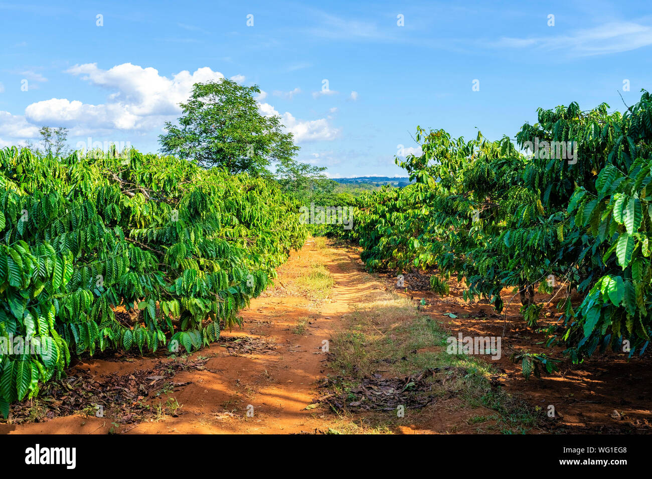 Robusta and arabica coffee tree with leaves in the coffee farm. Gia lai ...