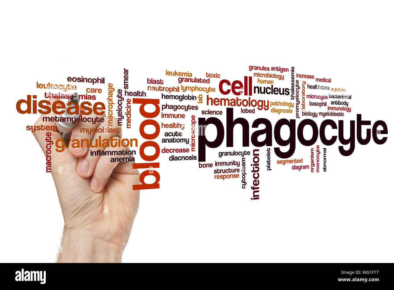 Blood smear phagocyte hi-res stock photography and images - Alamy