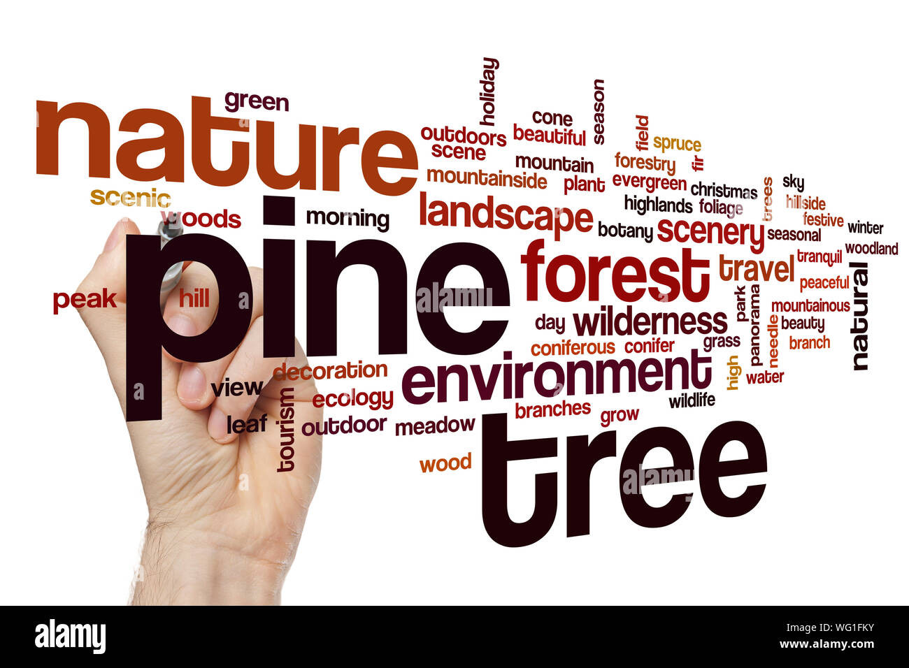 Scenic pine woodland Cut Out Stock Images & Pictures - Alamy