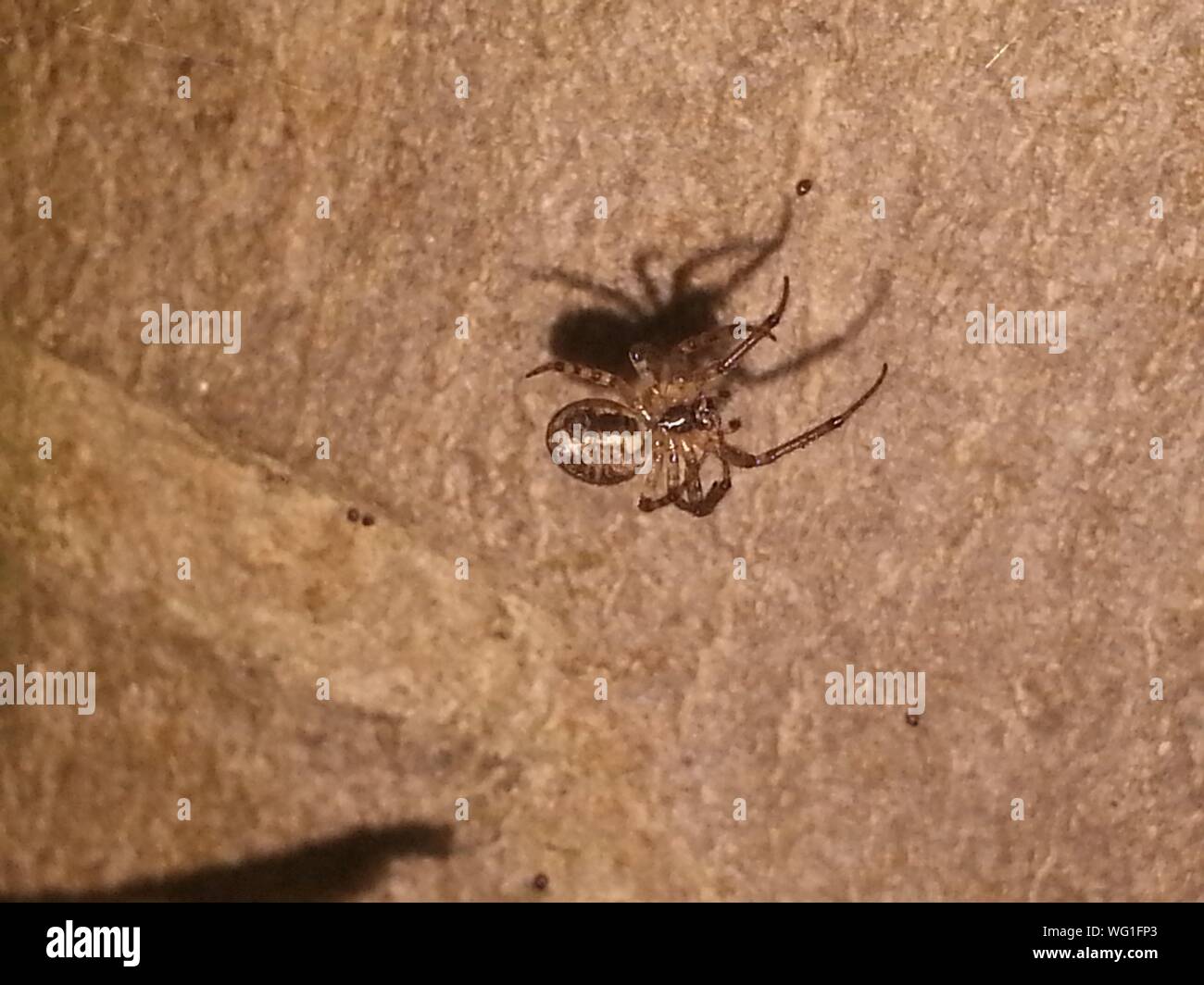 Brown spider hi-res stock photography and images - Alamy