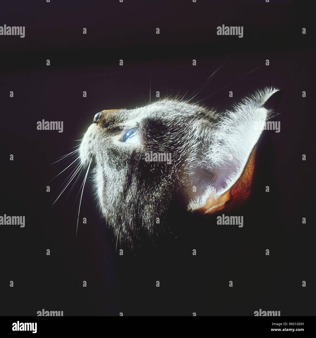 Cats head hi-res stock photography and images - Alamy