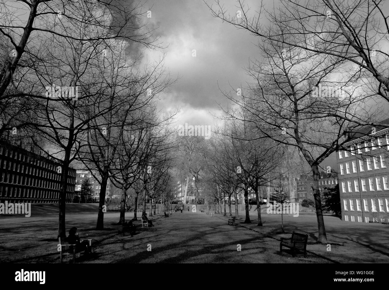 Perspective tree lined walkway hi-res stock photography and images - Alamy