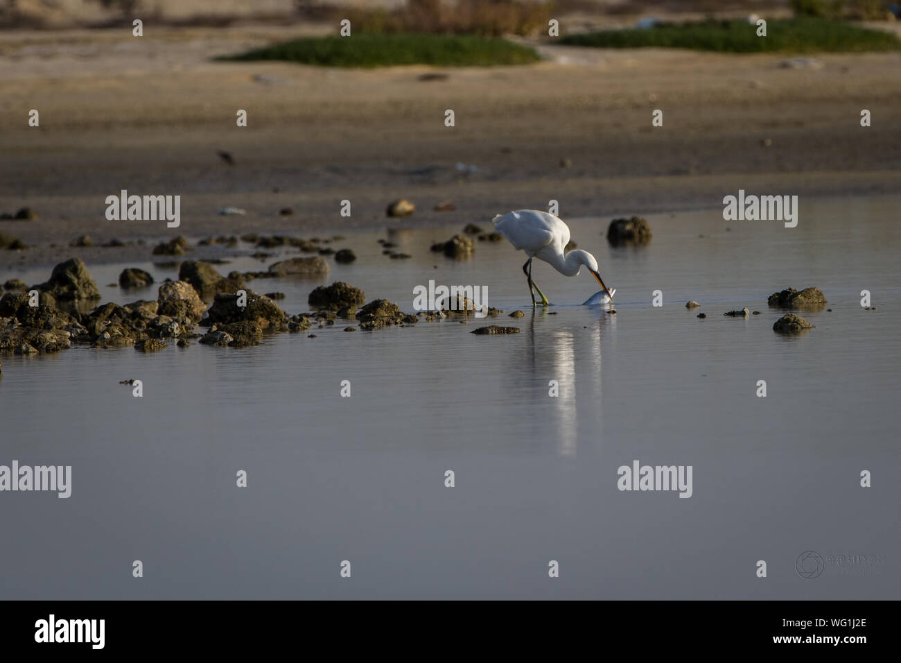 Catching bird hi-res stock photography and images - Alamy