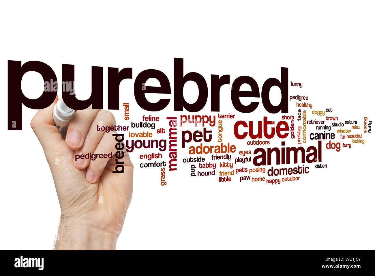 Purebred word cloud concept Stock Photo - Alamy