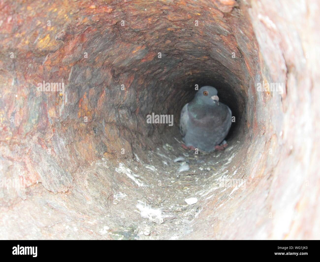 Hiding pigeon hi-res stock photography and images - Alamy