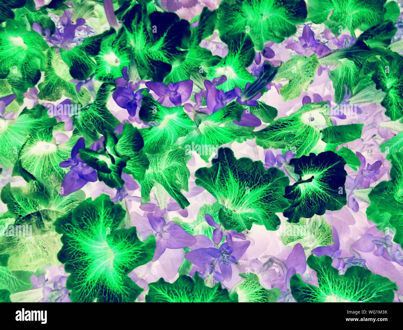 Negative image hi-res stock photography and images - Alamy