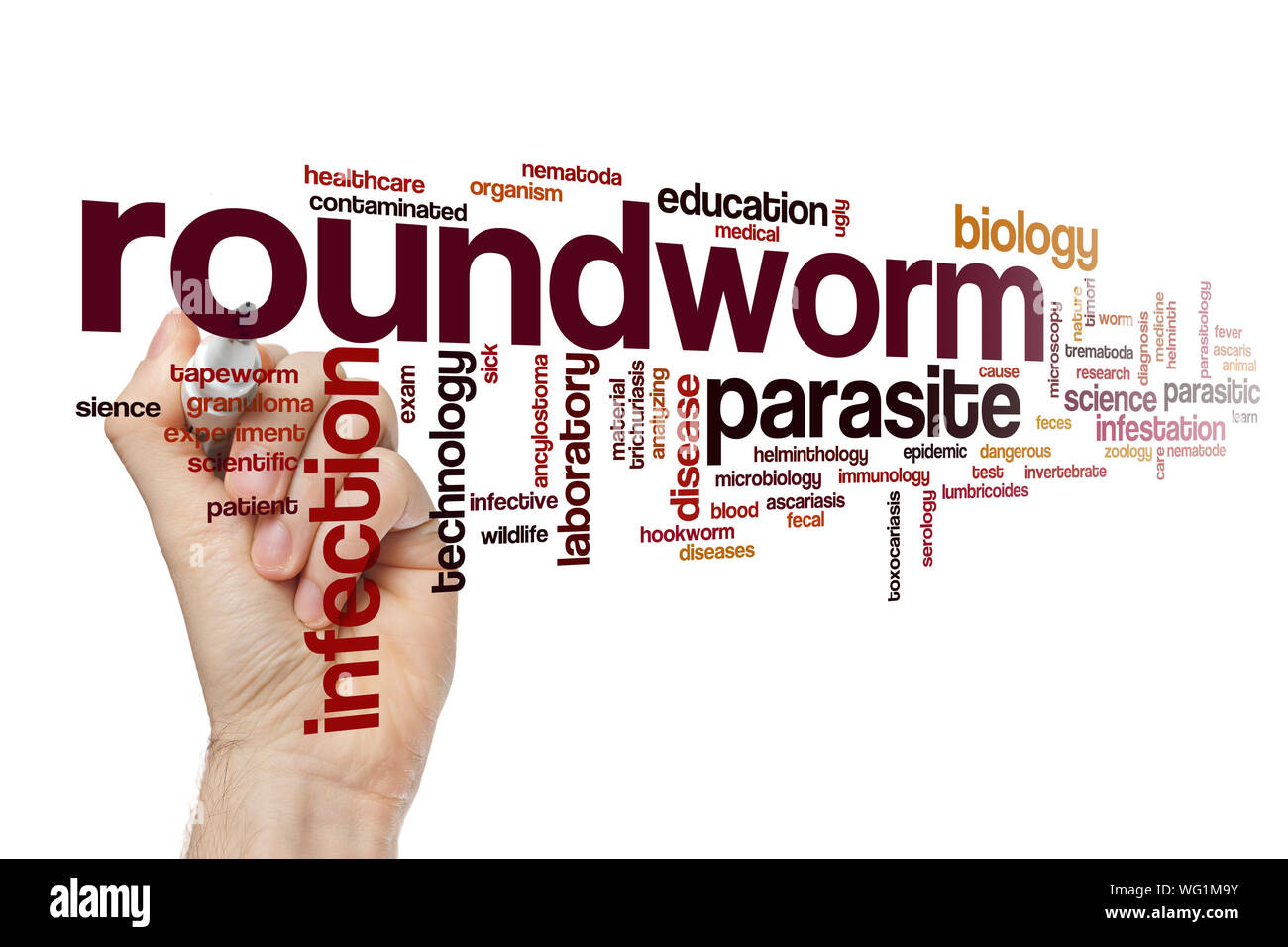 Roundworm word cloud concept Stock Photo - Alamy